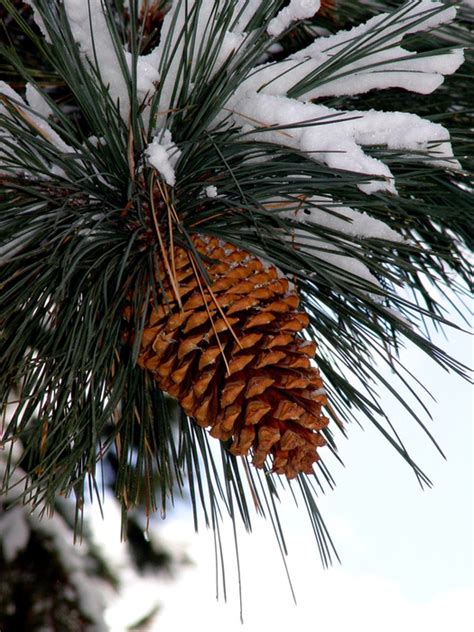 File Pine Cone DolceraWiki
