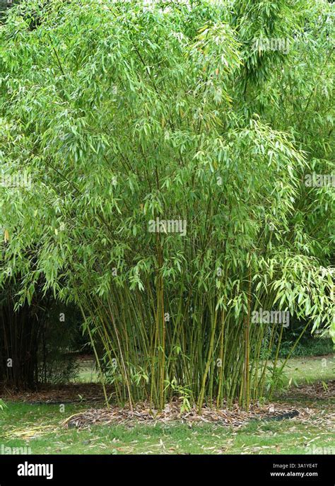 Bamboo Phyllostachys Lithophylla Poaceae Syn Phyllostachys