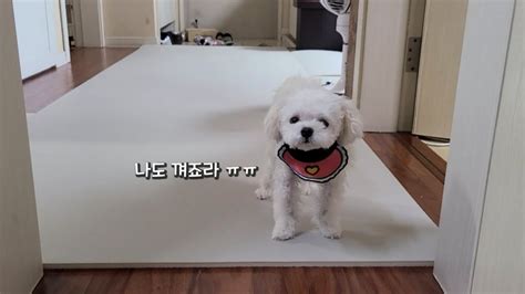 목욕이 너무나 하고 싶은 강아지 🐶 Youtube