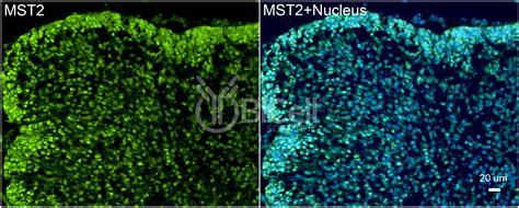 Stk3 Mst2 Antibody Bicell Scientific®
