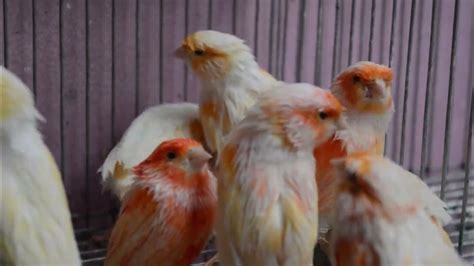 إستحمام جماعي في فصل الشتاء 🐦💦 Youtube