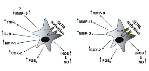 Potential Effects Of Gitr And Gitrl Triggering On Macrophages Download Scientific Diagram