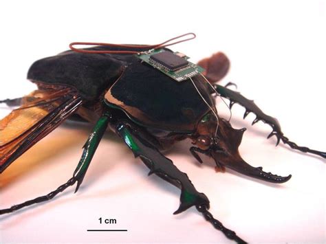 Cyborg Insect Breakthrough Generating Power Through Body Chemistry