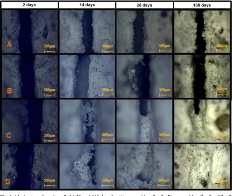 Figure 2 From Viability Of Bacillus Subtilis Immobilization Using Silica Gel For Self Healing Of