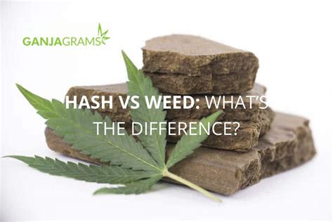 Hash Vs Weed Whats The Difference Ganjagrams