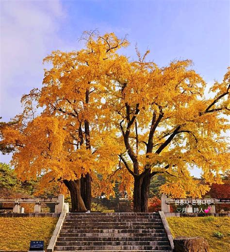 월복 은행나무 길에서 月福 노오란 은행잎이 떨고있다 순간 그리움이 번개 치듯 다가왔다 은행나무 길에서의 사랑이 책갈피 속에서 뛰어나와 웃고 있다 파란 하늘빛 눈부심의