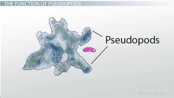 Pseudopod
