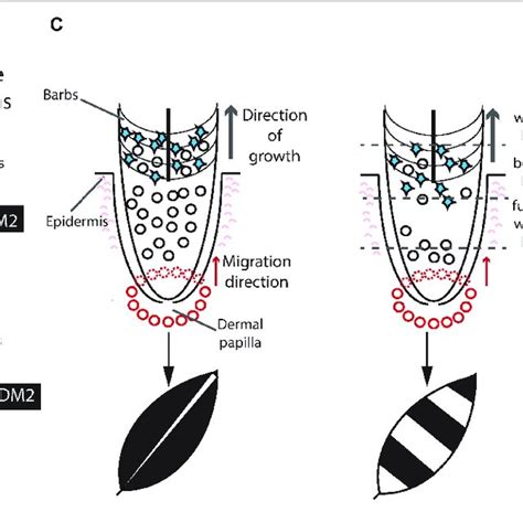 Pdf Mutations In Domestic Animals Disrupting Or Creating Pigmentation Patterns