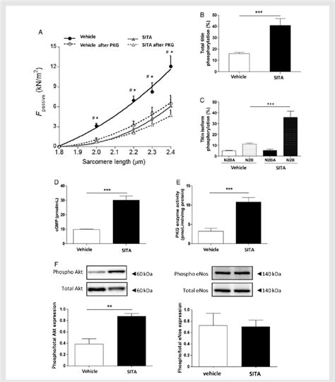 sita reduces cardiomyocyte stiffness of lepr db db mice and increases