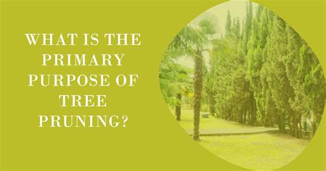 What Is The Primary Purpose Of Tree Pruning