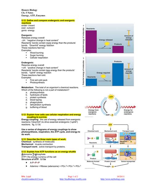 Honors Biology Ch Notes Energy ATP Enzymes