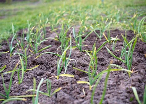 Decomposition Biofertilizers Affect Decomposition Of Organic Matter