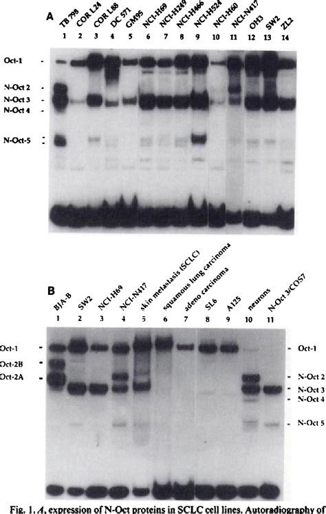 Neuroectodermal Cell Semantic Scholar