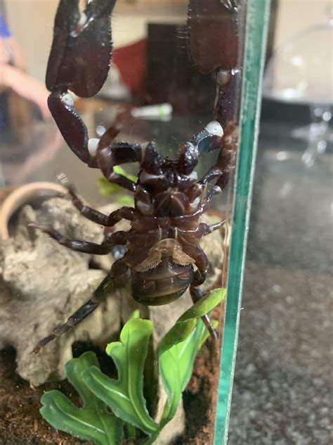 Scorpion Sex R Scorpions