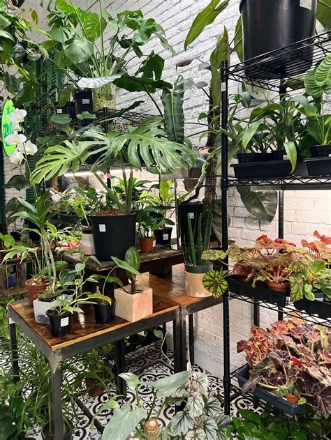 Pin On Plants 🌱 In 2024 Plants House Plants Potted Plants