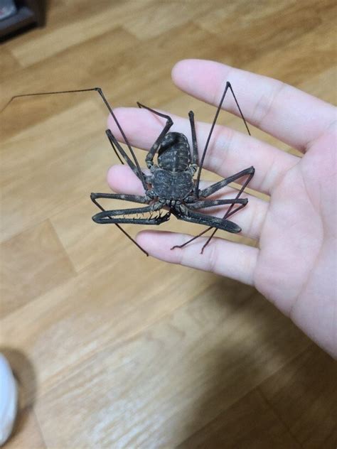 이런 건 좀 곤충보다 덜 무섭지 않나요 Mlbpark