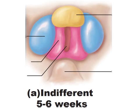 Homologous Structures Quiz Homologous Structures Quiz