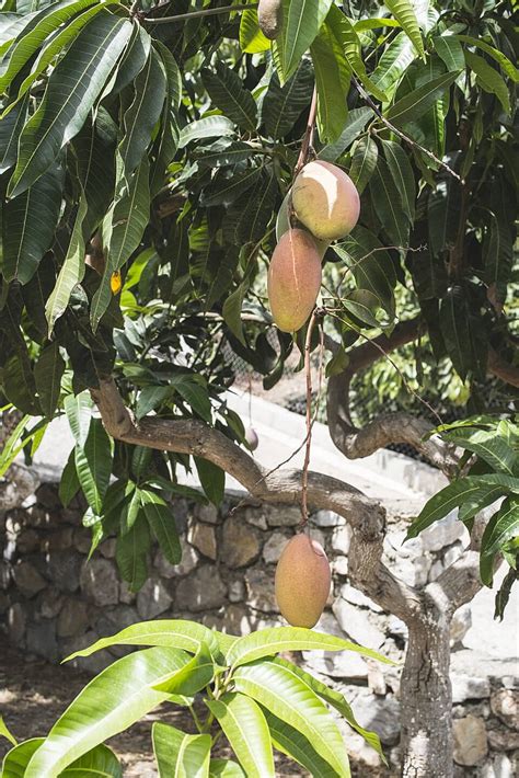 الأشجار مع المانجو أوراق المانجو الطبيعية صورة الخلفية والصورة للتنزيل المجاني Pngtree
