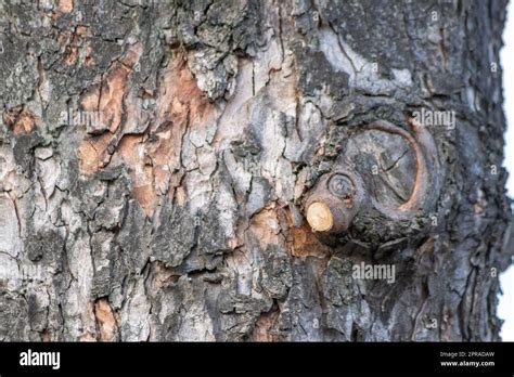 Tree Bark With Fine Natural Structures And Patina Of Rough Tree Bark As Natural And Ecological