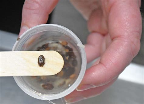 Ticks Are A Tiny Menace In Pennsylvania Butler Eagle