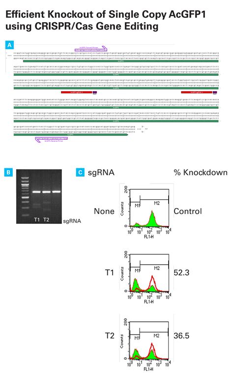 Guide It Mutation Detection Kit