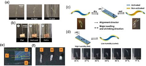Figure 1 From 1 Helical Actuators Inspired By Chiral Seedpod 2 Opening