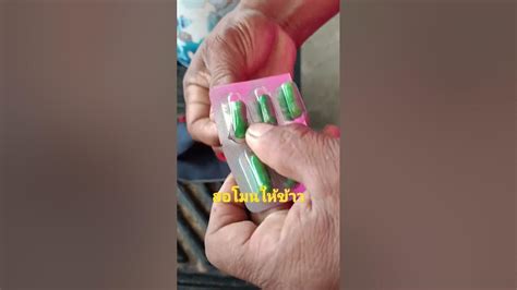 M150 ผสมฮอโมนฉีดข้าว Youtube