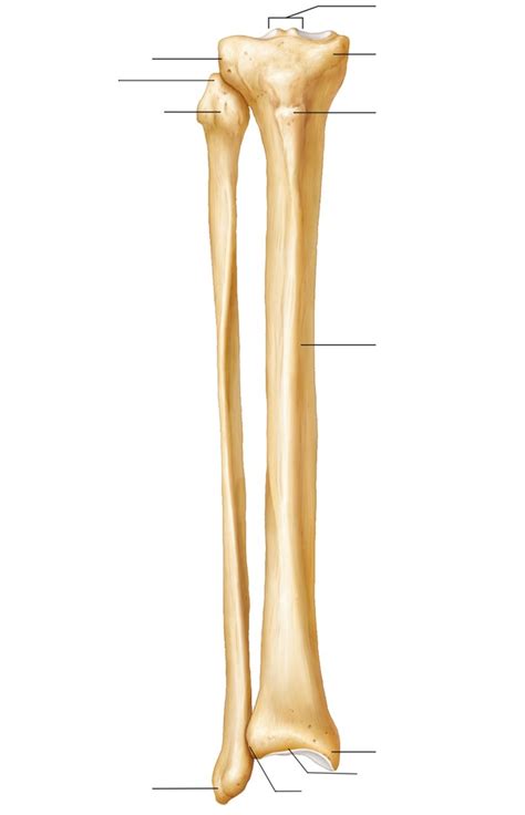 Right Tibia And Fibula Anterior Diagram Quizlet