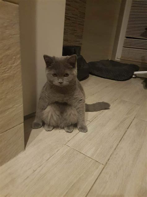 Why does he sit like this : r/cats