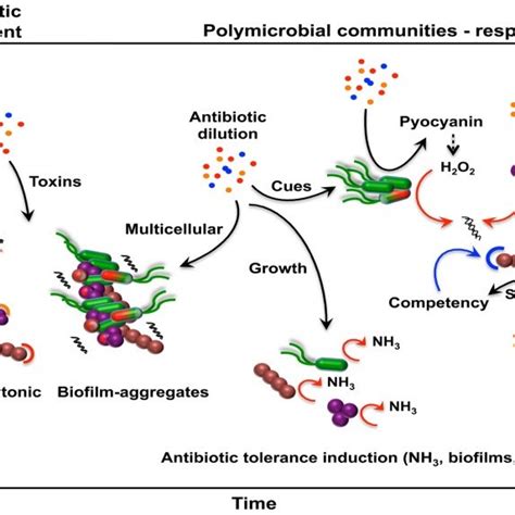 Biological Responses Toward Antibiotics Are Concentration Dependent