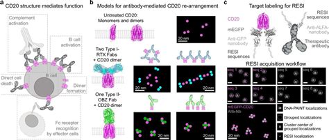 Super Resolution Microscopy Reveals Nanoscale Architecture Of Antibody