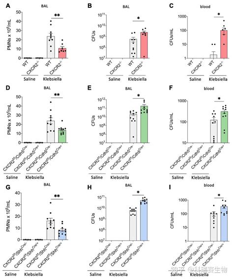 肺部防御暗藏生命摆渡人：科学家发现内皮细胞操控免疫军团的新密码！ 知乎