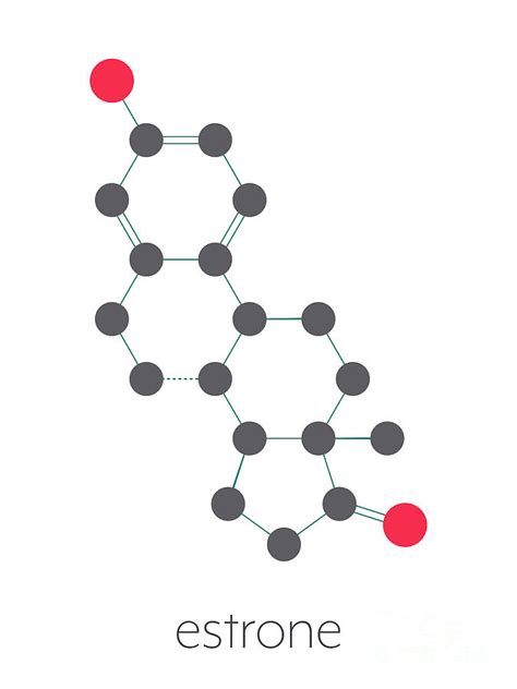 Estrone Structure