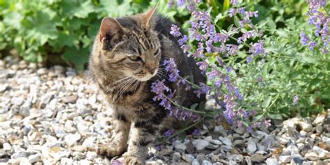 How Much Catnip Should I Give My Cat How Often Is Safe Cats Com