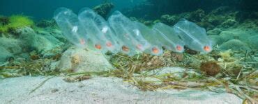 What Are Salps American Oceans