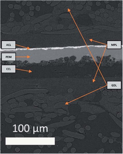 Sem Image Of The Cross Section Of The Assembled D Bpmfc With The