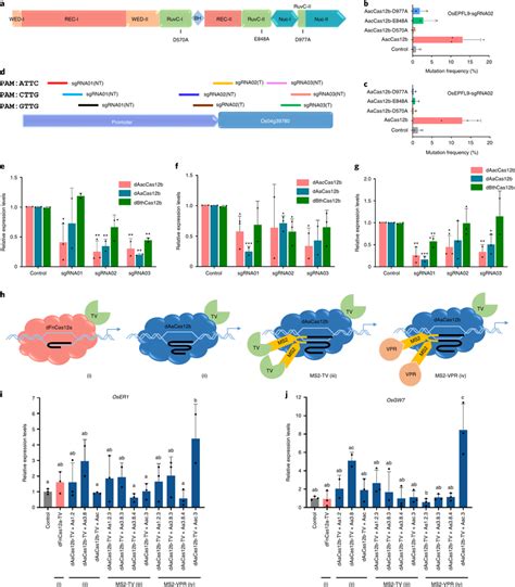 Effective Crispr Interference And Crispr Activation By Dcas12b Download Scientific Diagram