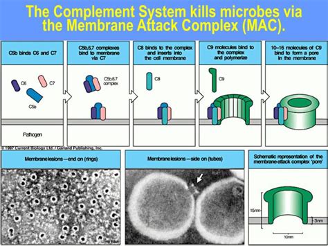 Ppt The Complement System And The Integration Of Innate And Acquired