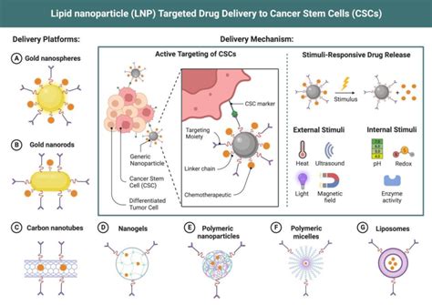 Lipid Nanoparticle Lnp Targeted Drug Delivery To Cancer Stem Cells Download Scientific Diagram