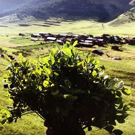 ჩვენი თუშეთი