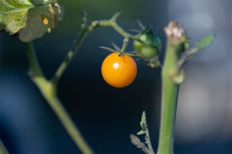 Kleine Gelbe Tomate An Der Pflanze Bild Kaufen 71395452 Lookphotos