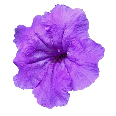 Premium Psd A Purple Flower Without Background