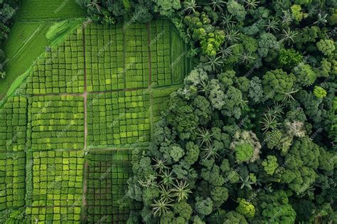 Premium Photo Adopting Agroforestry Techniques To Diversify Farm