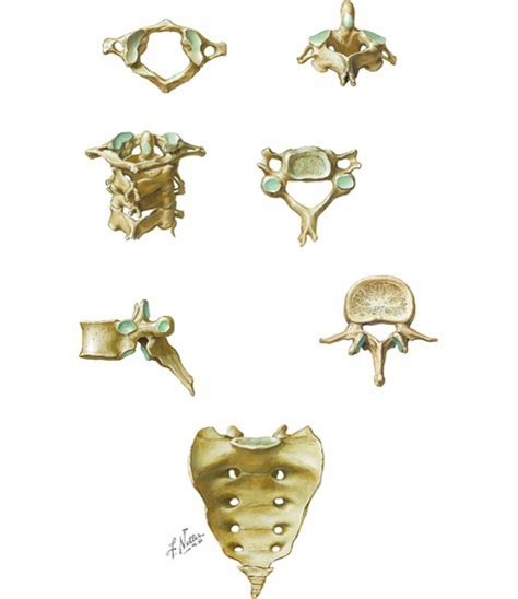 Regional Types Of Vertebrae
