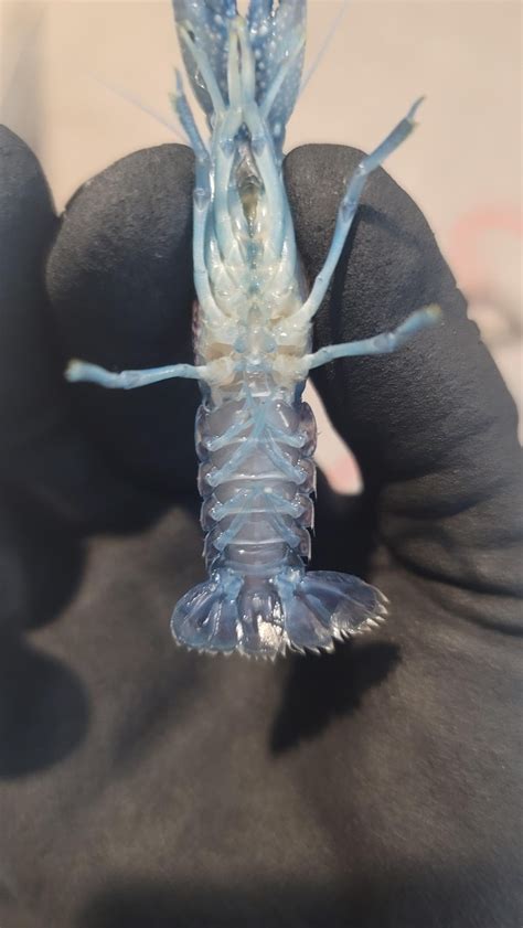 Is My Crayfish Male Or Female Raquariums