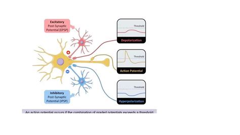 Synaptic Integration And Synaptic Potential Pdf Computer Peripherals