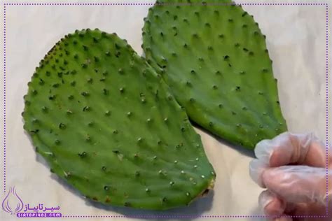 زبان مادر شوهر چه غذایی هست