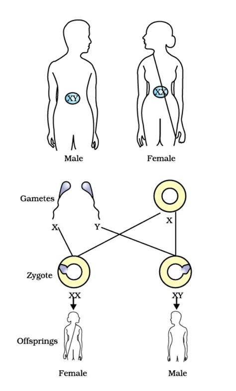 Ncert Solutions For Class Biology Chapter Heredity Download Pdfs