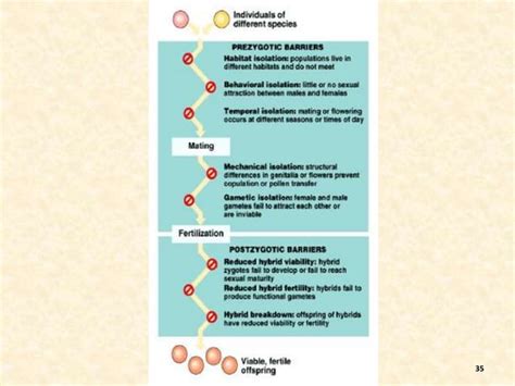 Best Ever Ppt On Speciation By Nagesh Sadili PPTX