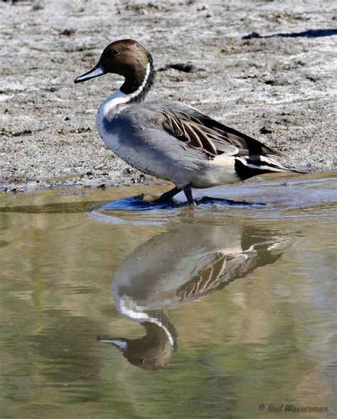 Birds Of Colorado Official My First Northern Pintail Of The Fall